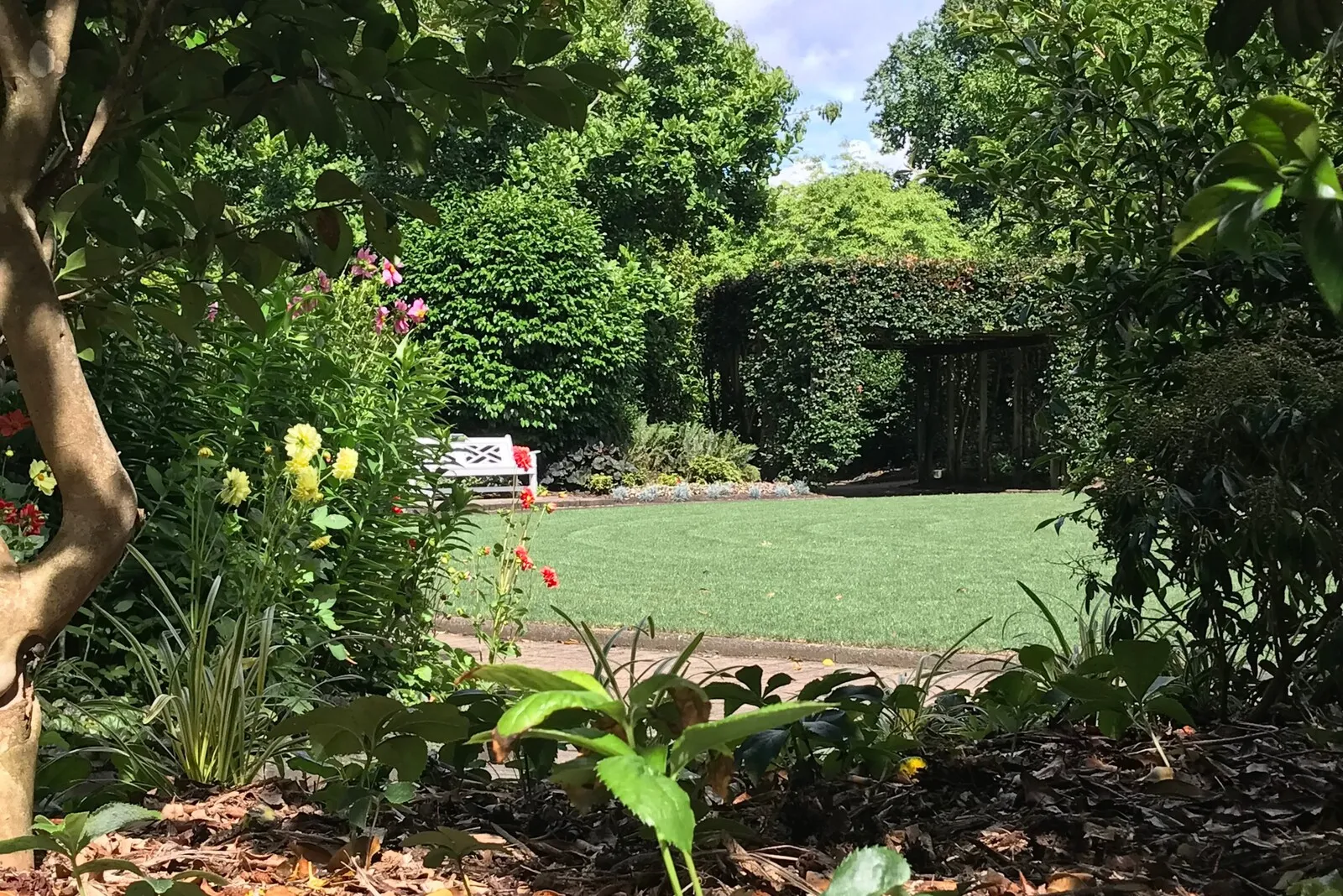 Hammond Camellia Garden | Hamilton Gardens