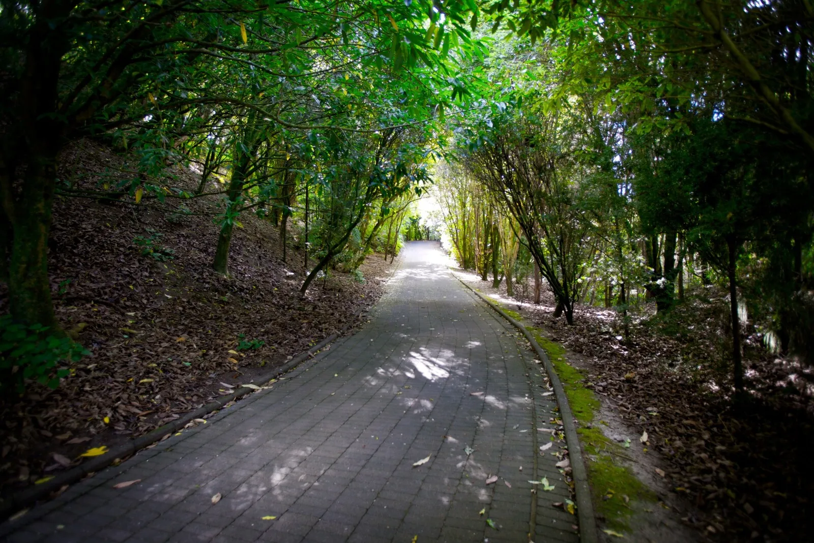 Valley Walk | Hamilton Gardens